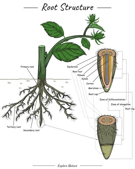 Premium Vector Root Structure