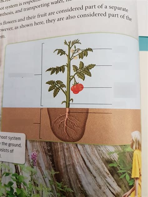 Plants Structure Functions And Root Systems Diagram Quizlet