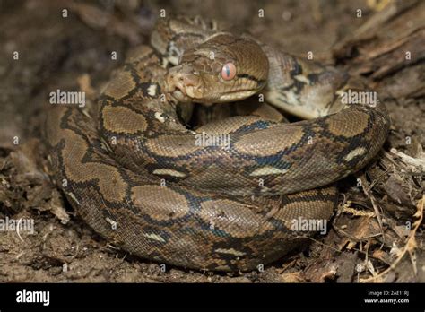 Baby Reticulated Python Python Reticulatus Bali Locality In Indonesia Stock Photo Alamy