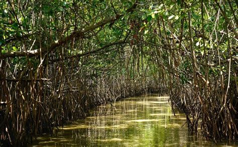 Improving Biodiversity Monitoring Using Satellite Remote Sensing