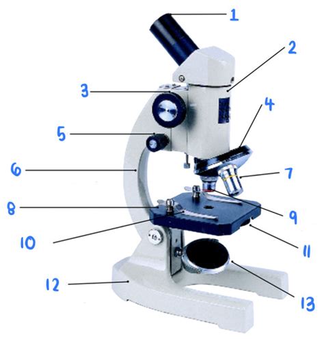 Lab 2 Quiz Histology Flashcards Quizlet