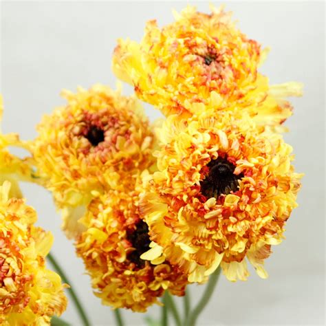 生花ラナンキュラス リナハッドゥ 黄橙モロッコ系 JA高千穂早締切 50 花材通販はなどんやアソシエ