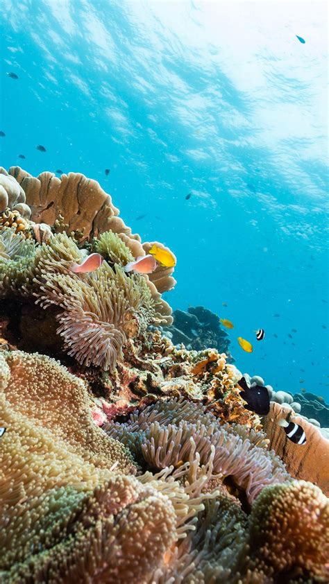 Stunning View Of The Sea Coral Reef Slope Tioman Island Malaysia Windows Spotlight Images