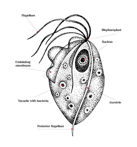 Trichomonas Structure Stock Illustrations 50 Trichomonas Structure Stock Illustrations