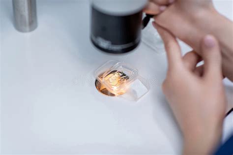 Fertilization Labaratory Stock Photos Free Royalty Free Stock