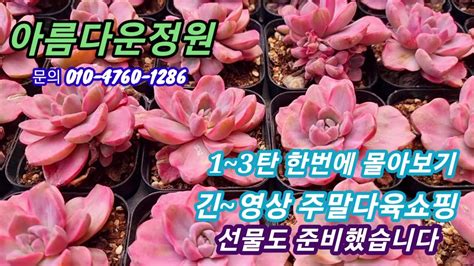 아름다운정원 1~3탄 한방에 몰아보기 국민이군생들 창들도 착한가격에 이쁜아이들 소개합니다 5만원이상 무료배송 선물로