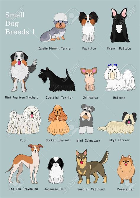 Small Dog Breeds List With Pictures