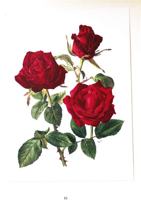 Red Rose Botanical Art 1962 Vintage Red Roses Art Vintage Floral Print