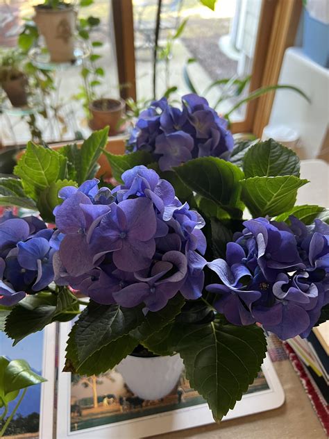 Found This Beauty At Trader Joes Rhydrangeas