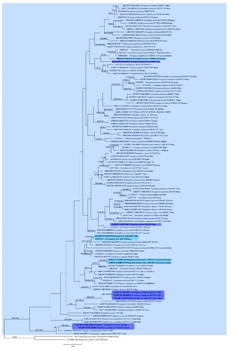 Phylogenetic Tree Obtained From Maximum Parsimony Analysis Of ITS 28S Download Scientific