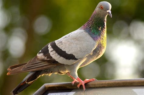 Pigeons - Animal Aid
