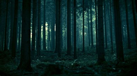 Dark Forest Wallpapers Wallpaper Cave