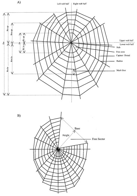 Representation Of An Orb Web A Parameters Used To Calculate The