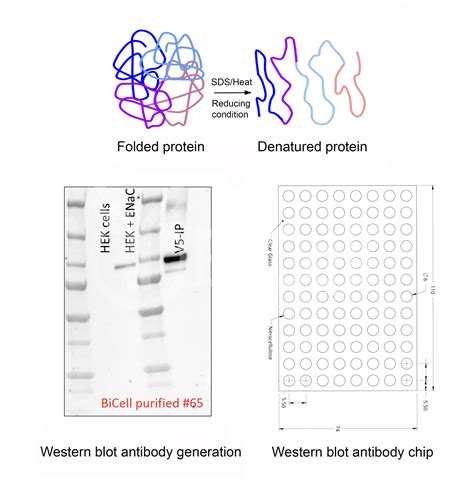 Custom Antibody Array Bicell Scientific®