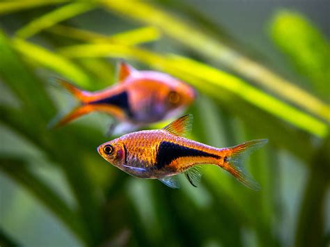 Rasbora Tout Savoir Sur Ce Poisson