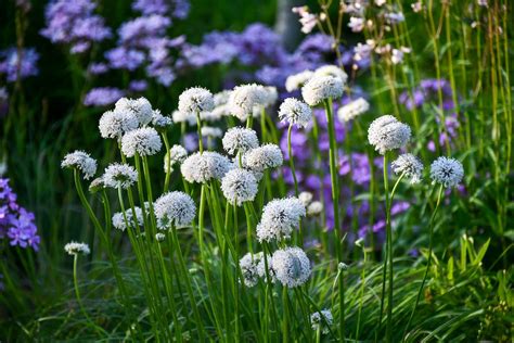 Marshallia Caespitosa Clumping Barbaras Buttons Meristem
