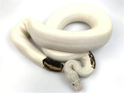 Paradox Ivory Ball Python By Royal Constrictor Designs Morphmarket