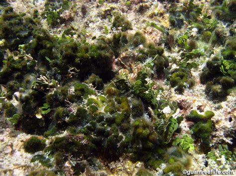 Green Algae Guamreeflife