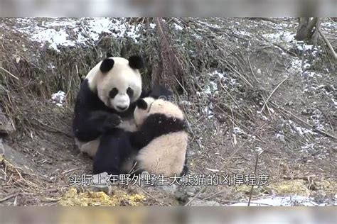 熊猫到底有多厉害？老虎狮子从不吃熊猫，是因为打不过吗？熊猫狮子老虎