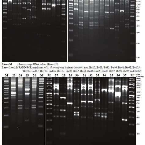 Randomly Amplified Polymorphic Dna Polymerase Chain Reaction Of Download Scientific Diagram