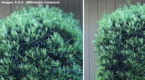 Podocarpus Plant How To Grow For Podocarpus Hedge Or Tree