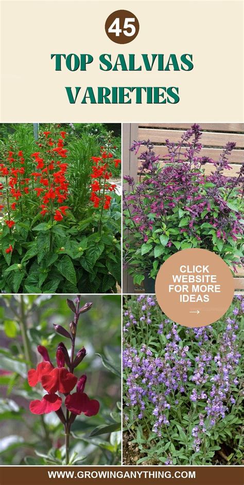 45 Best Salvias Varieties For Vibrant Color Salvia Flower Varieties