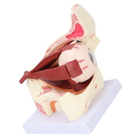 Teaching Human Eye Model Detachable 3x Magnification Clear Eye