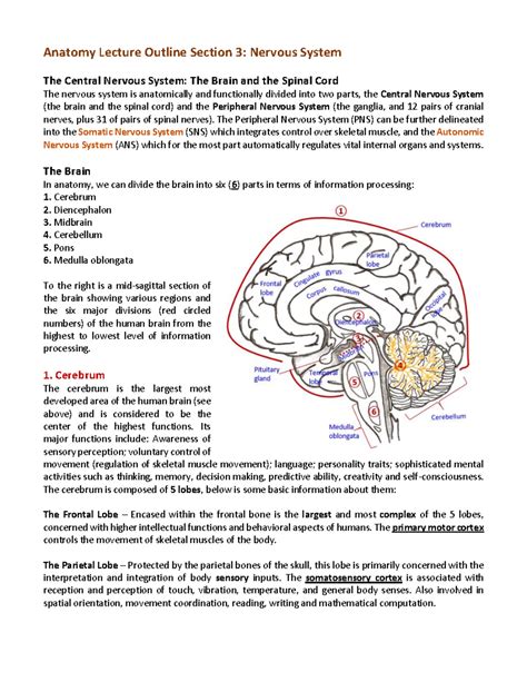 8 Nervous System Lecture Notes Anatomy Lecture Outline Section 3 Nervous System The Central