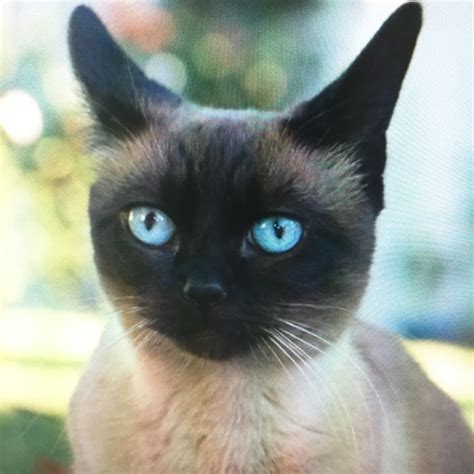 William Rust Youtube