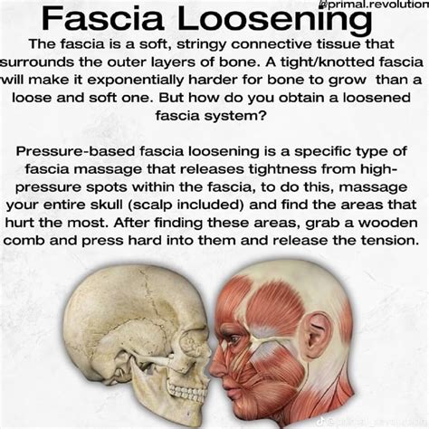 Primal Revolution Fascia Loosening The Fascia Is A Soft Stringy
