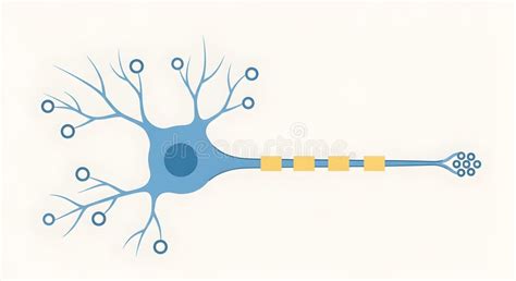Simplified Neuron Illustration Blue Dendrites Axon And Synaptic