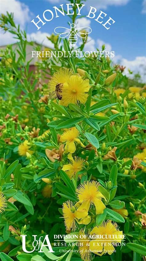 Vidéos De Bee Types Pinterest