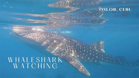 Whale Shark Watching Tour Oslob Cebu Philippines 2022 Cebu Whale