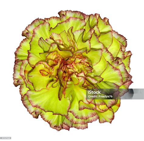 흰색에 꽃 노란색빨간색 카네이션 격리 클리핑 경로와 배경 근접 촬영입니다 아니 그림자입니다 위한 디자인 자연입니다 꽃 나무에 대한 스톡 사진 및 기타 이미지 Istock