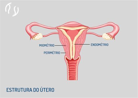 Útero Quais Suas Funções Dr Luiz Flávio