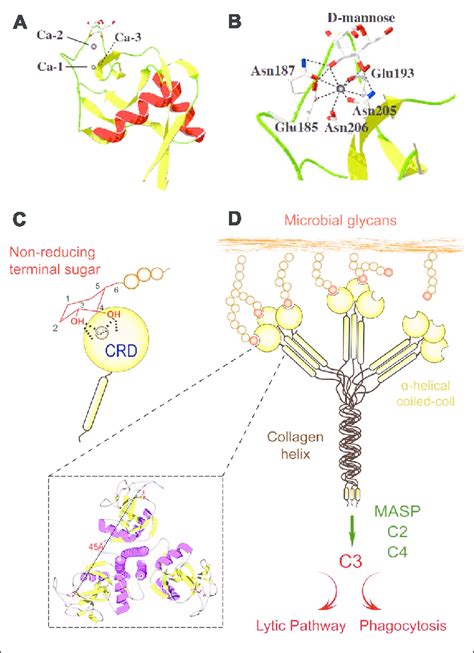 Recognition And Effector Activities Of The Mannose Binding Lectin