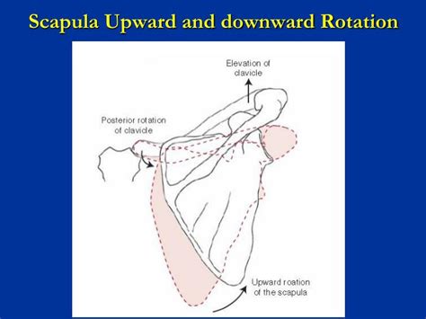 Ppt What Is The Shoulder Girdle Powerpoint Presentation Id2038334