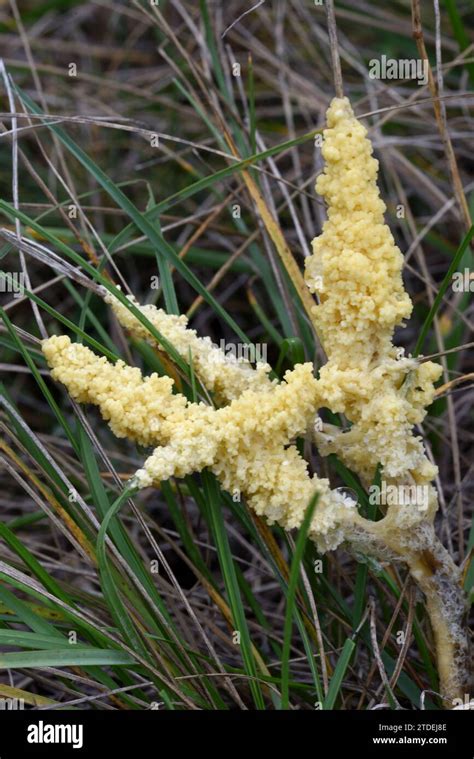 Fuligo Septica Slime Mold Or Slime Mould Known As Scrambled Egg Slime