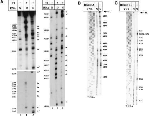Structural Organization Of A Viral Ires Depends On The Integrity Of The Gnra Motif