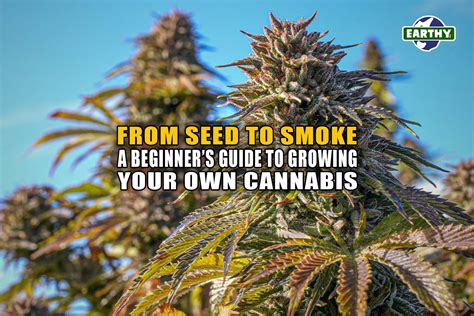 From Seed To Smoke A Beginners Guide To Growing Your Own Cannabis