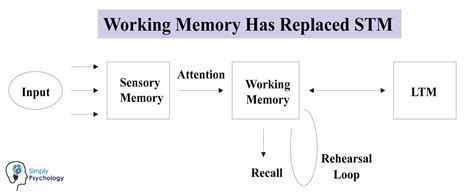 Working Memory Model In Psychology Baddeley And Hitch