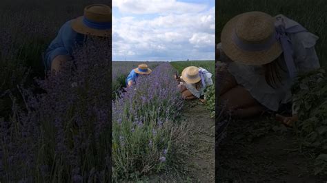 Как делать фото в поле с цветами фотоссесия лаванда Youtube