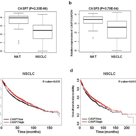 Casp3 And Casp7 Are Direct Targets Of Mir 224 A And B Casp3 A And Download Scientific