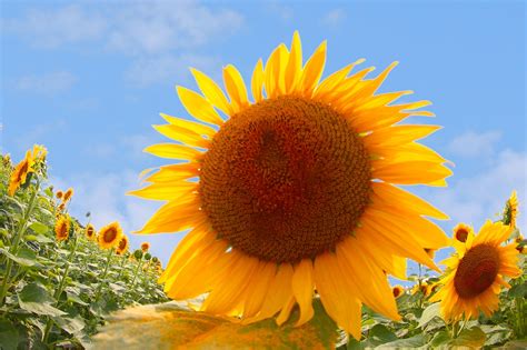 Sunflower Field Reading At Joanne Magana Blog