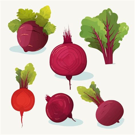 Premium Vector Vector Illustrations Of Beetroot With A Star Shape