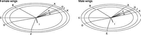 Mean Wings By Sex At 16 5C Outer Wing 20 0C Middle Wing And Download Scientific Diagram