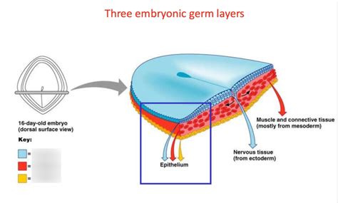 Diagramma Histology 1 Introduction Lining Epithelia Pt 1 Quizlet