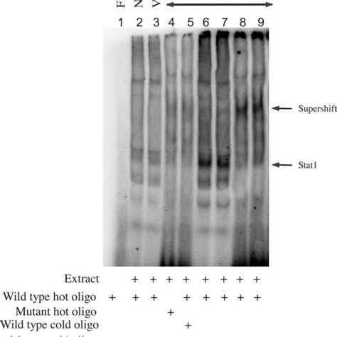 Emsa Showing That Estrogen Treatment Increases Stat1 Binding To Dna Download Scientific
