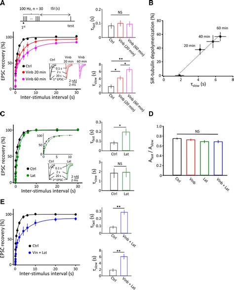 Microtubule And Actin Differentially Regulate Synaptic Vesicle Cycling