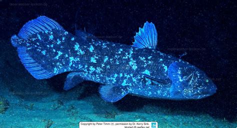 Latimeria Chalumnae Comorese Coelacanth